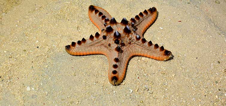 Protoreaster nodosus Species | Tropical Fish Hobbyist Magazine