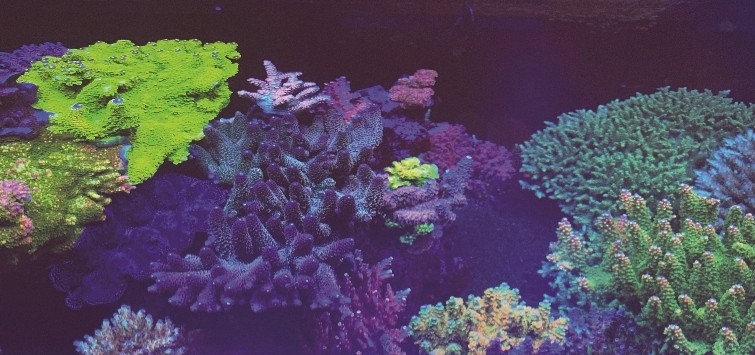 Amazing Acropora Corals | TFH Magazine