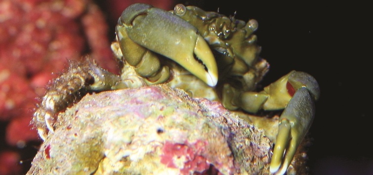 6 Creatures for Your Reef Tank Clean-Up Crew | TFH Magazine