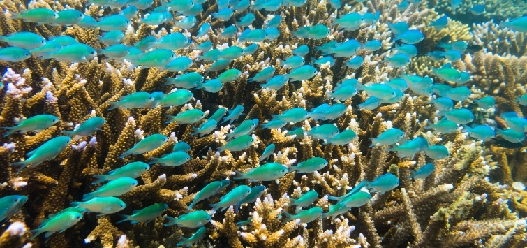 Hard Coral in the Reef | Tropical Fish Hobbyist Magazine