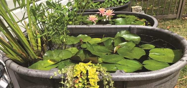 Booking a Tub Pond Vacation for Your Fish | TFH Magazine