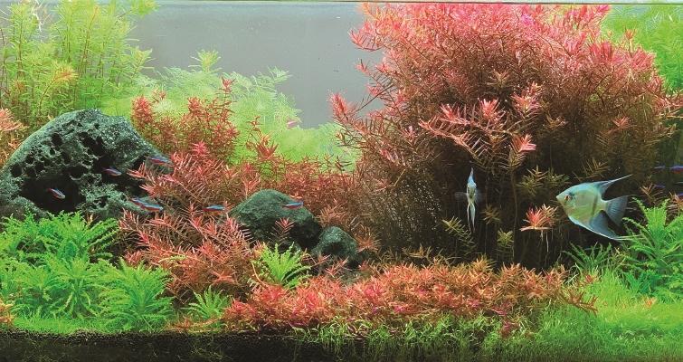 How to Grow Aquarium Plants: Tips & Tricks | TFH Magazine