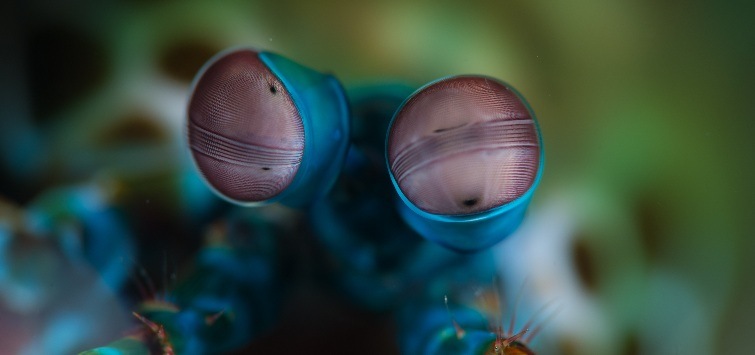 Through the Eyes of a Mantis Shrimp | TFH Magazine